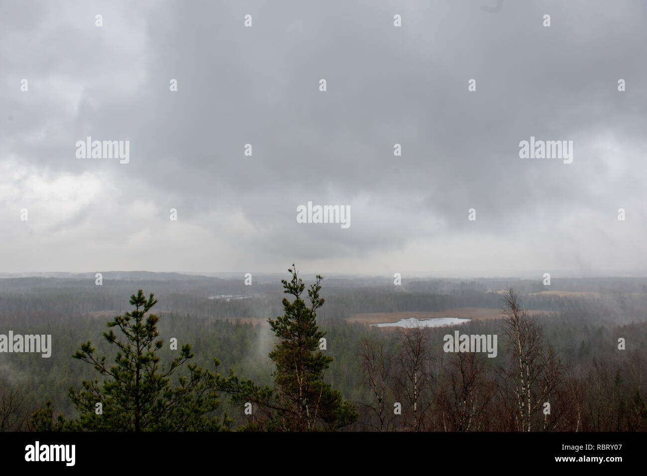 misty forest in winter. far horizon with snow falling down Stock Photo ...