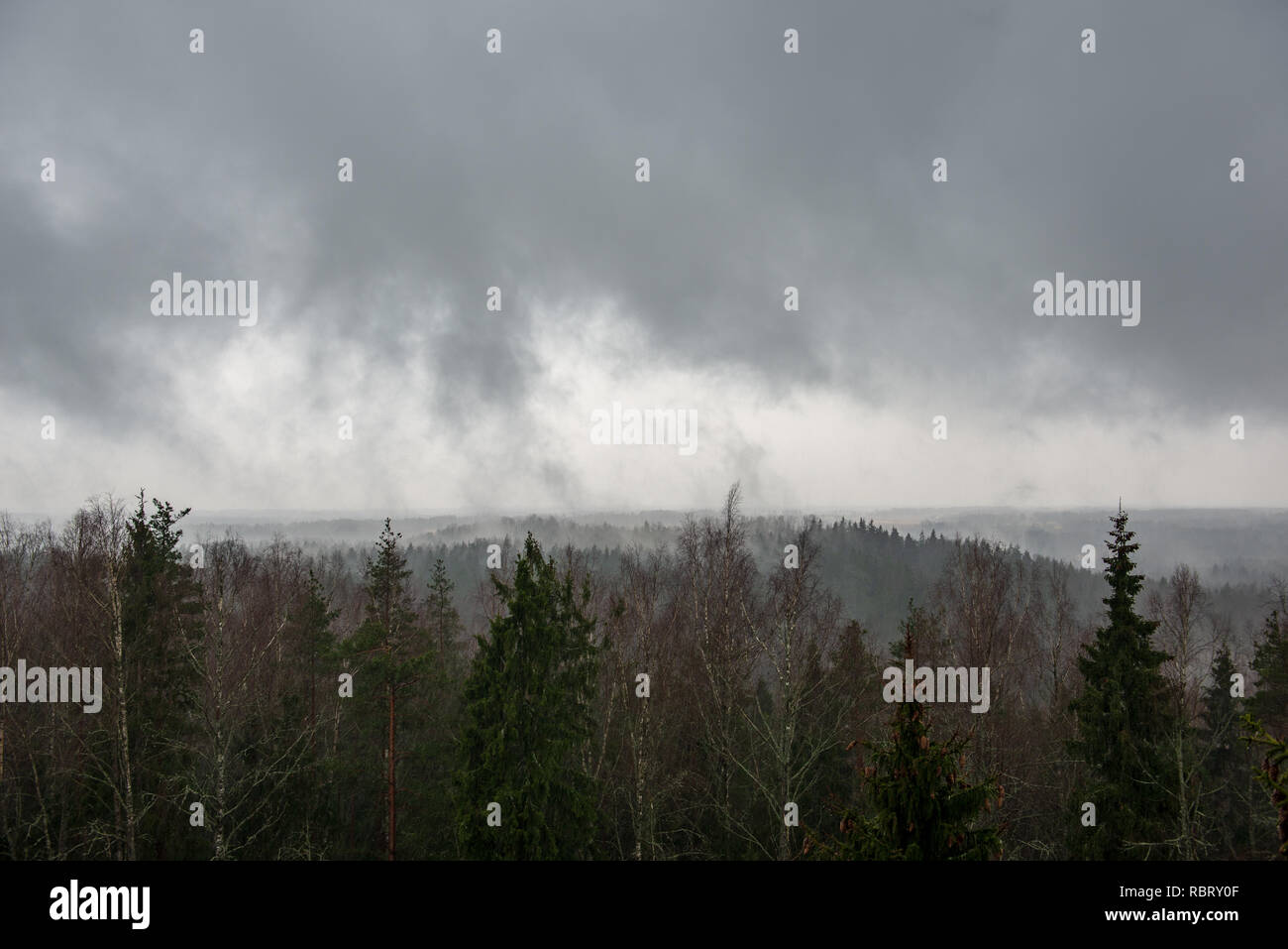 misty forest in winter. far horizon with snow falling down Stock Photo ...