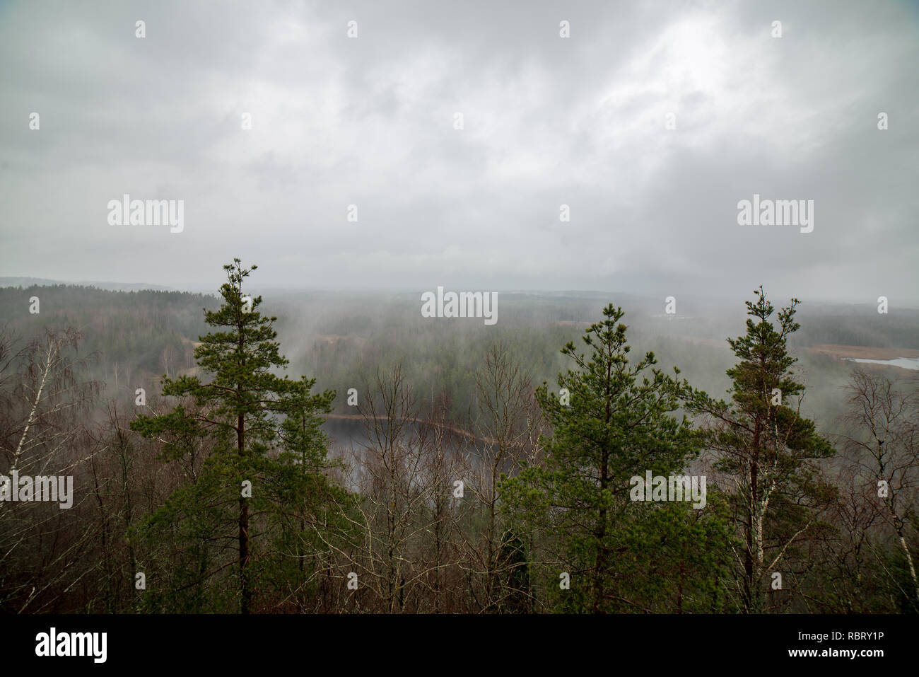 misty forest in winter. far horizon with snow falling down Stock Photo ...