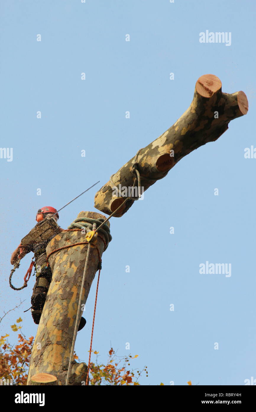 Occupations. Tree surgery. Image shows a tree surgeon cutting down a ...