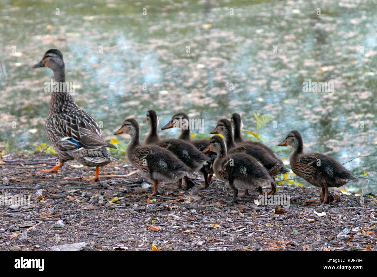 A wild mother duck waddles alongside a lake with a clutch of fuzzy ...