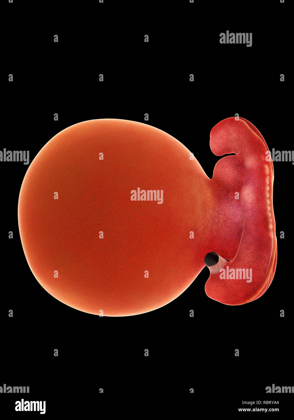 Human embryo 5 weeks hi-res stock photography and images - Alamy