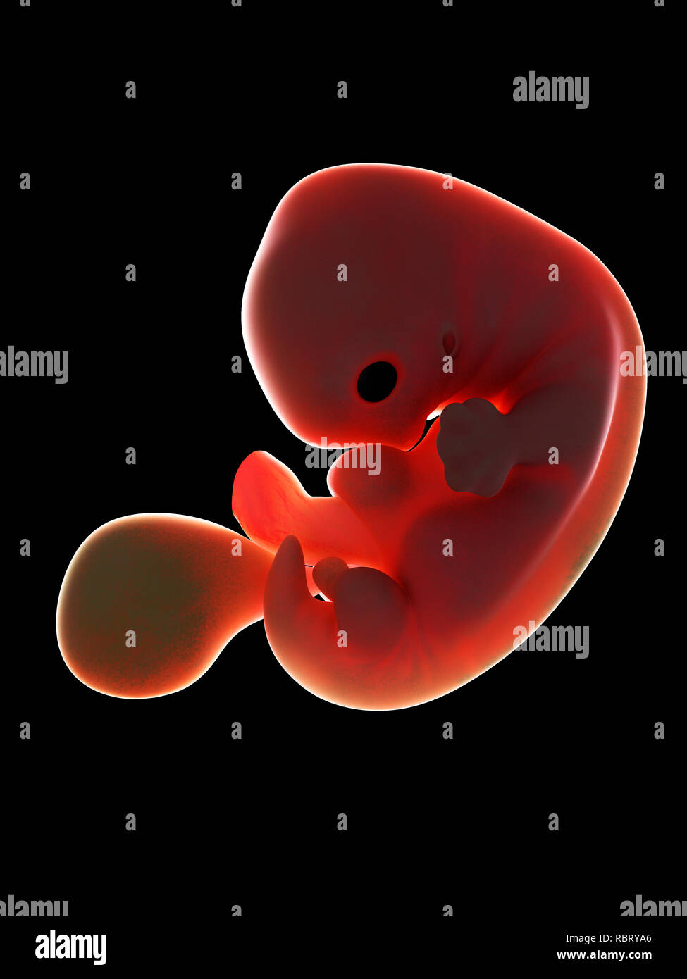 Foetus at 7 weeks hi-res stock photography and images - Alamy