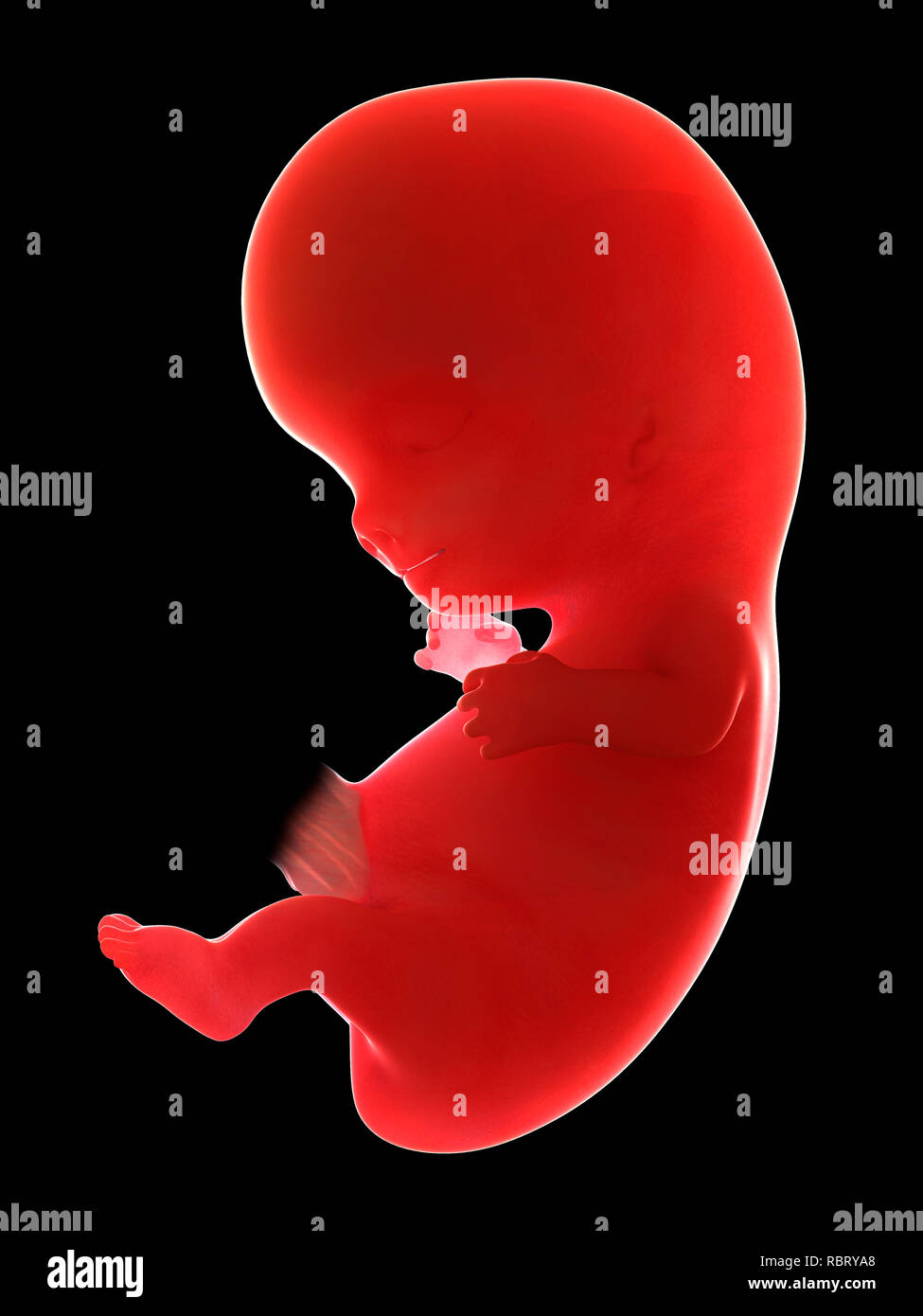 Human fetus 9 weeks hi-res stock photography and images - Alamy