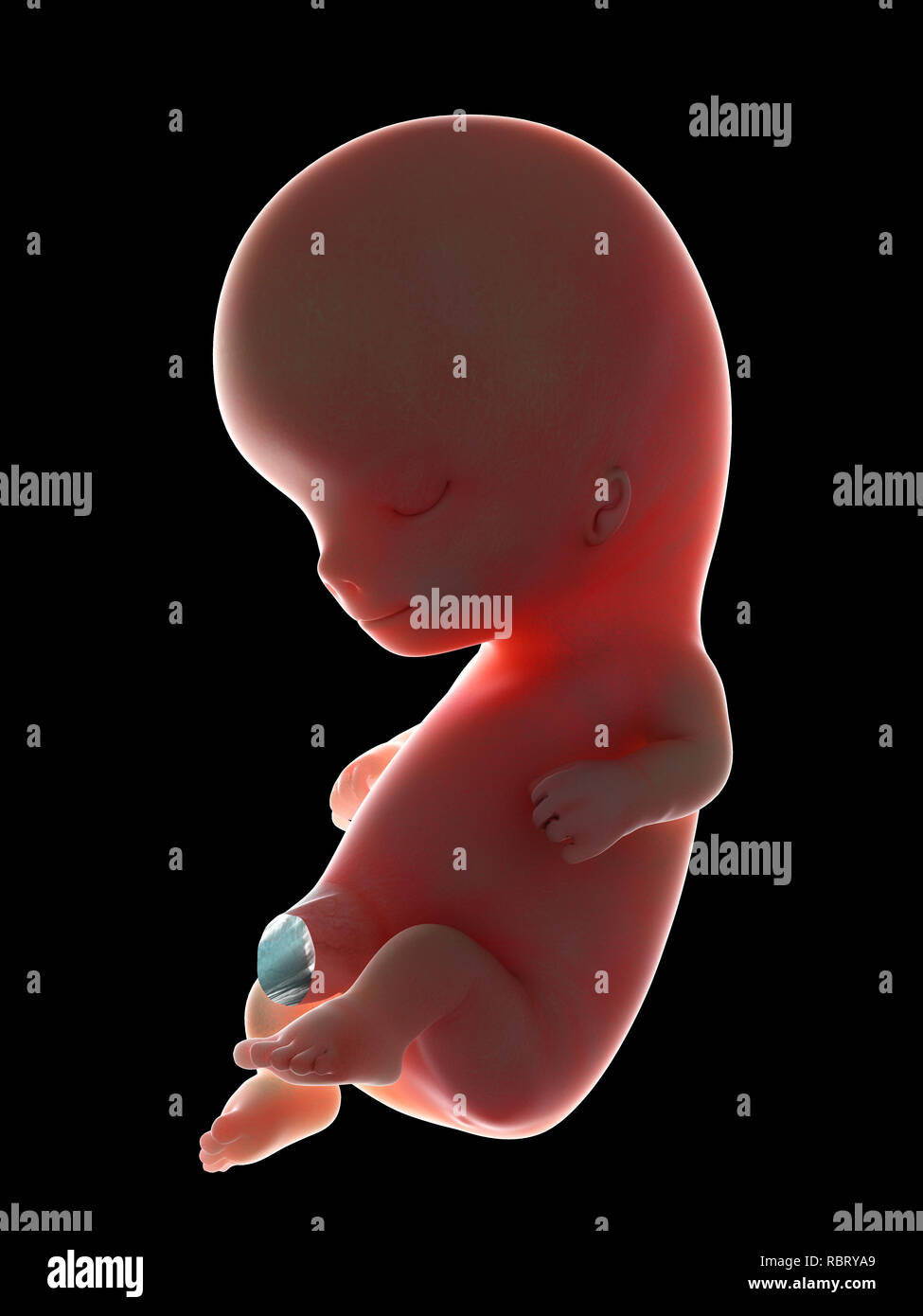 Illustration of a fetus at week 10 Stock Photo - Alamy