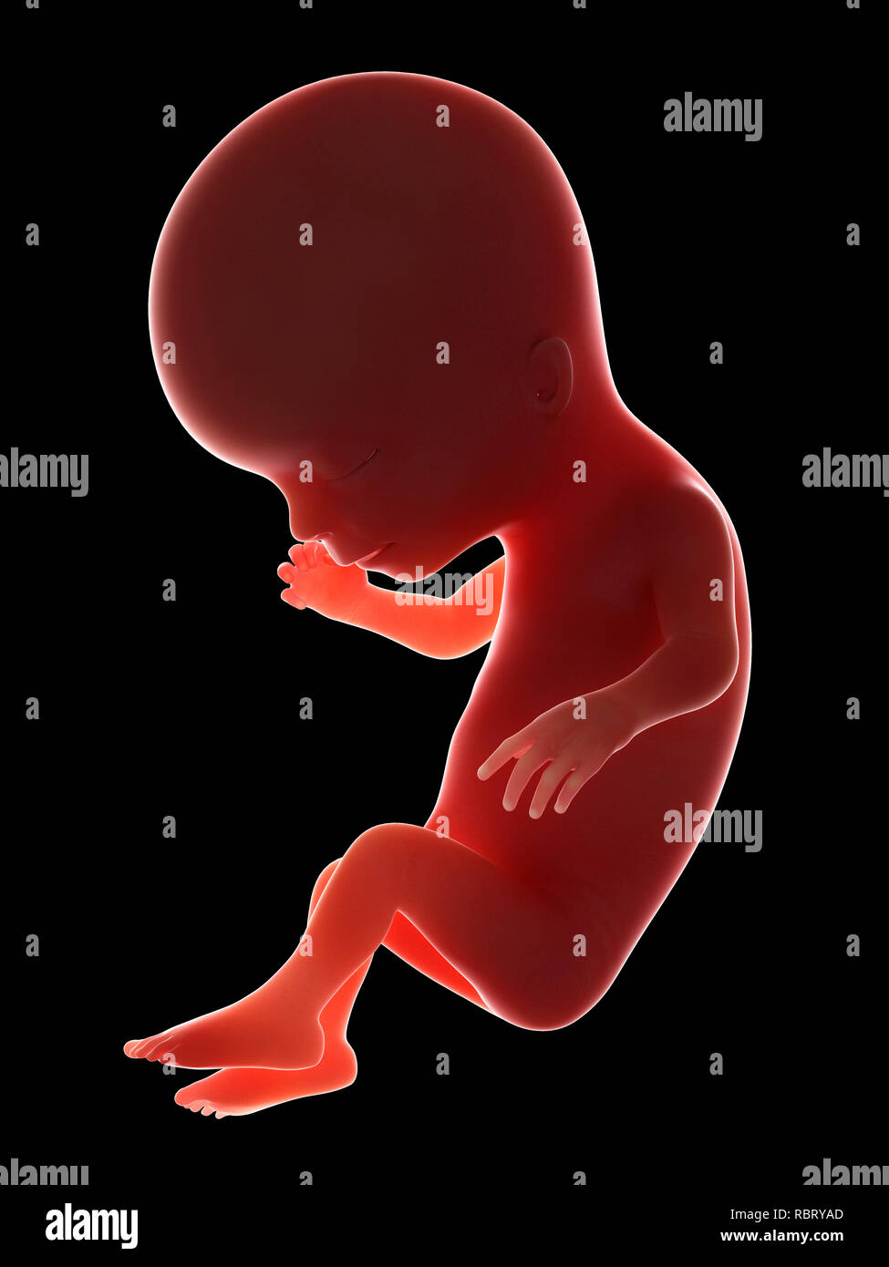 Illustration of a fetus at week 14 Stock Photo - Alamy