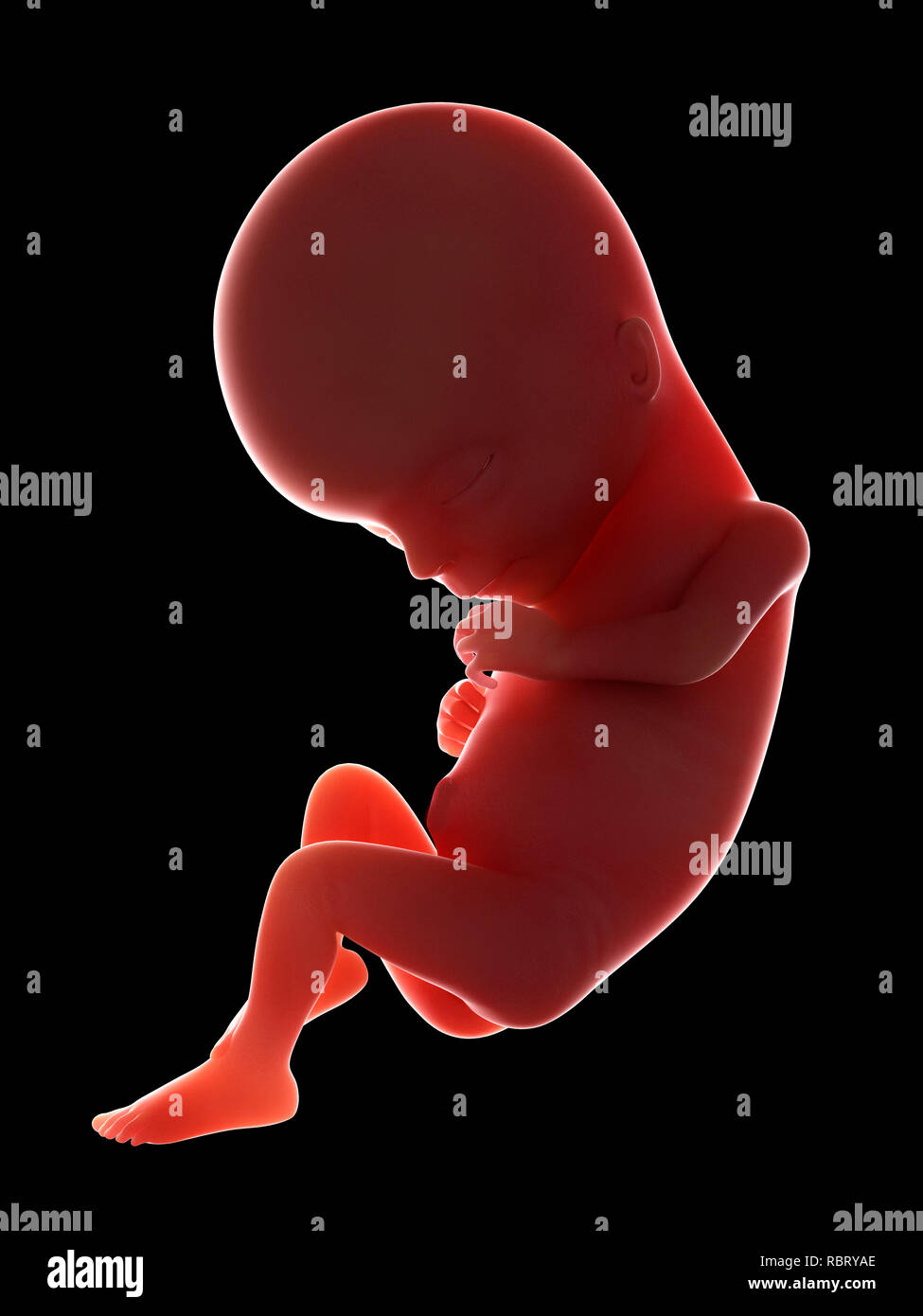 Fetal development at 15 weeks hi-res stock photography and images - Alamy