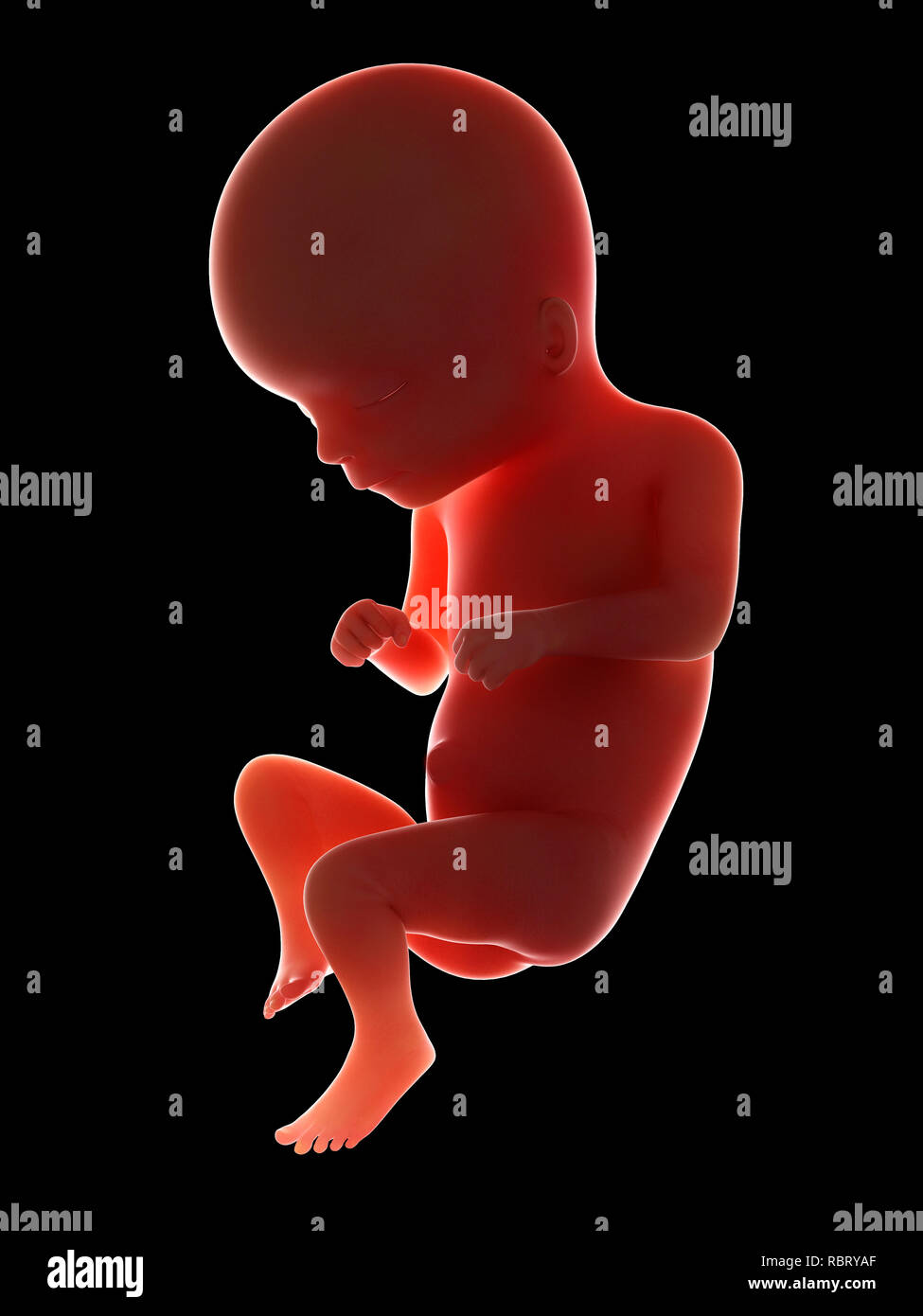 Foetus at 16 weeks hi-res stock photography and images - Alamy