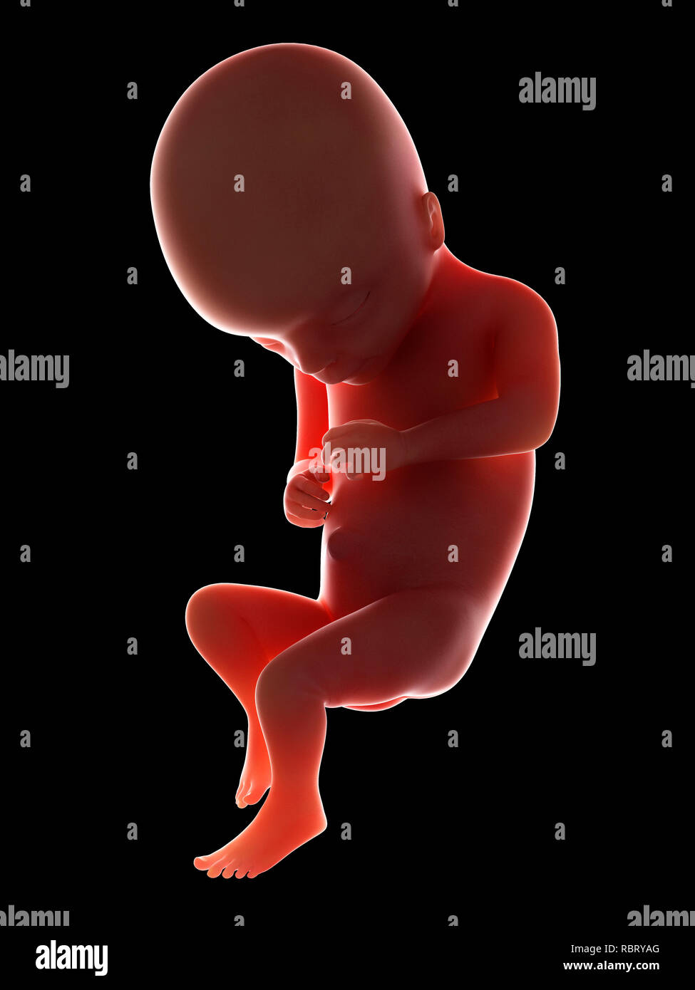 Illustration of a fetus at week 17 Stock Photo - Alamy