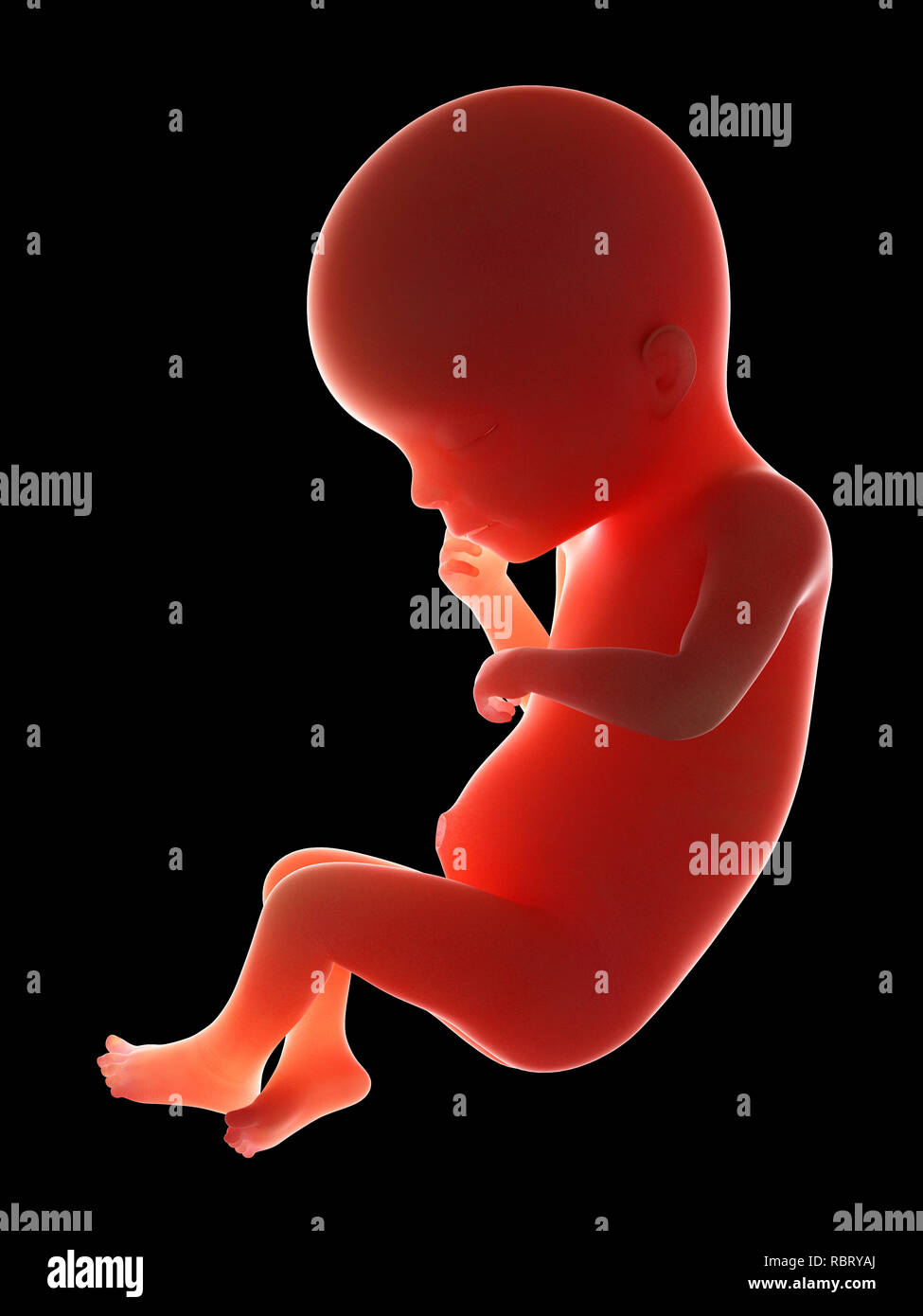 Fetus at 19 weeks hi-res stock photography and images - Alamy