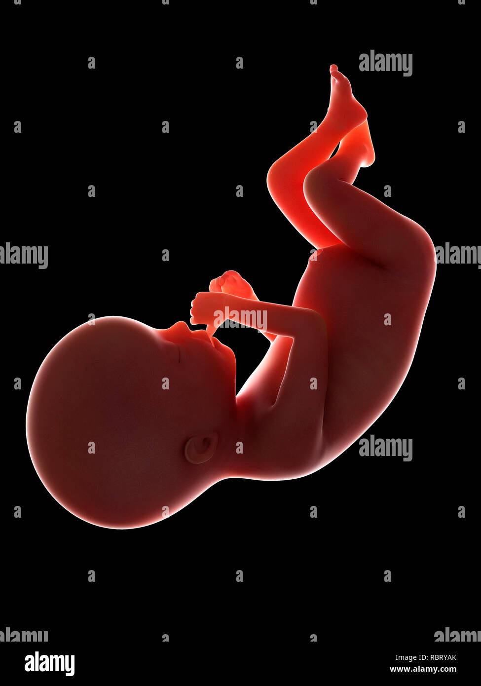 Fetus 20 weeks hi-res stock photography and images - Alamy