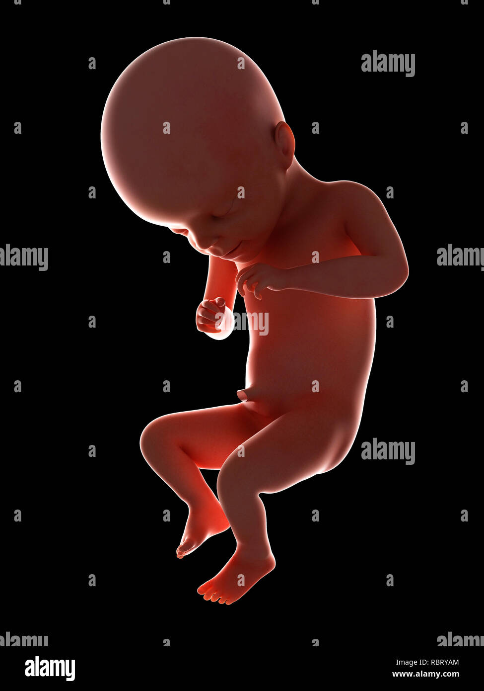 Illustration of a fetus at week 21 Stock Photo - Alamy