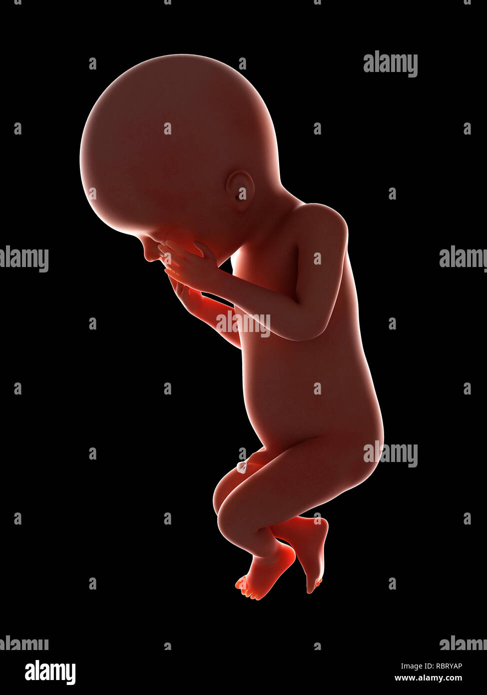 Illustration of a fetus at week 23 Stock Photo - Alamy
