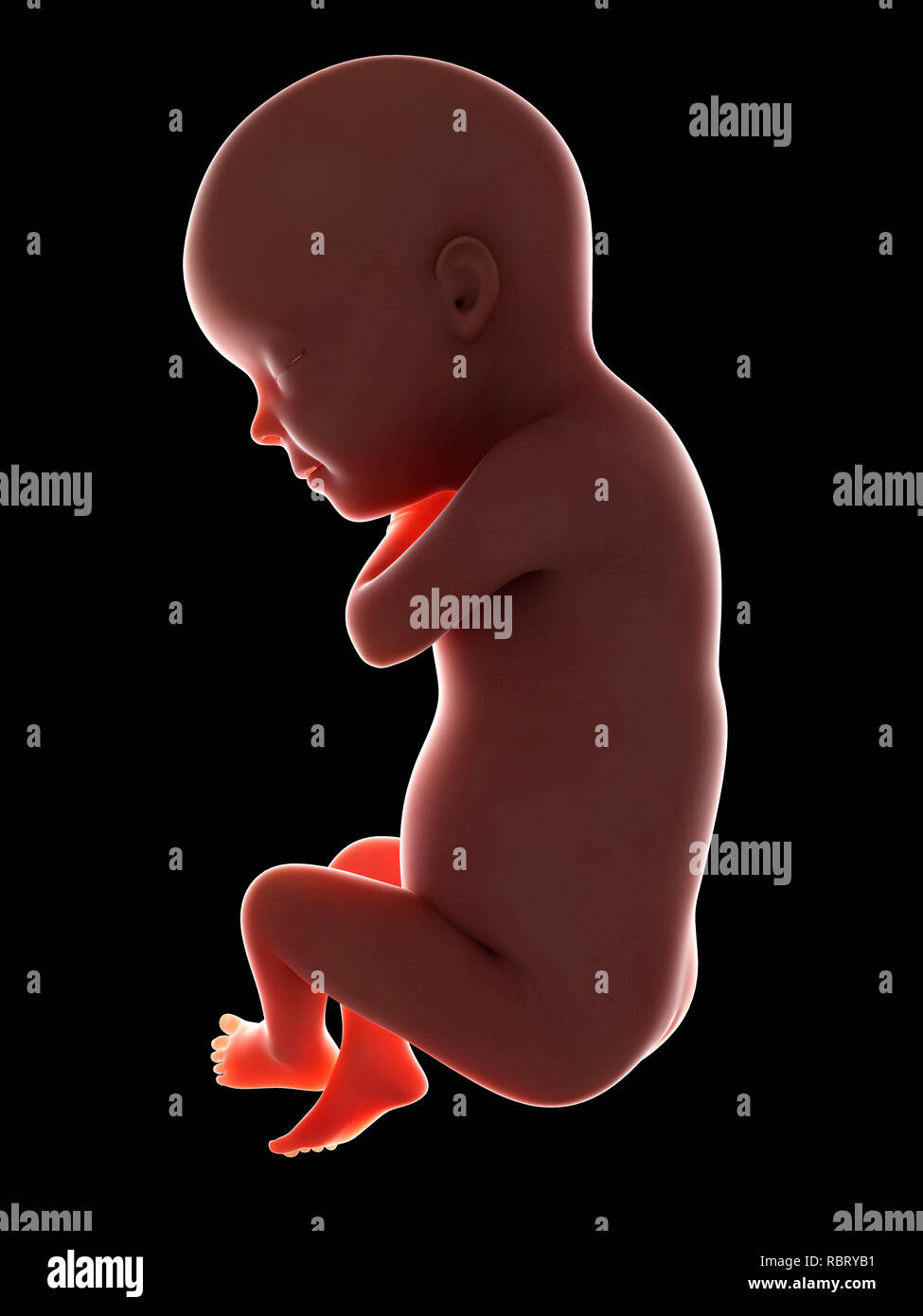 Illustration of a fetus at week 30 Stock Photo - Alamy