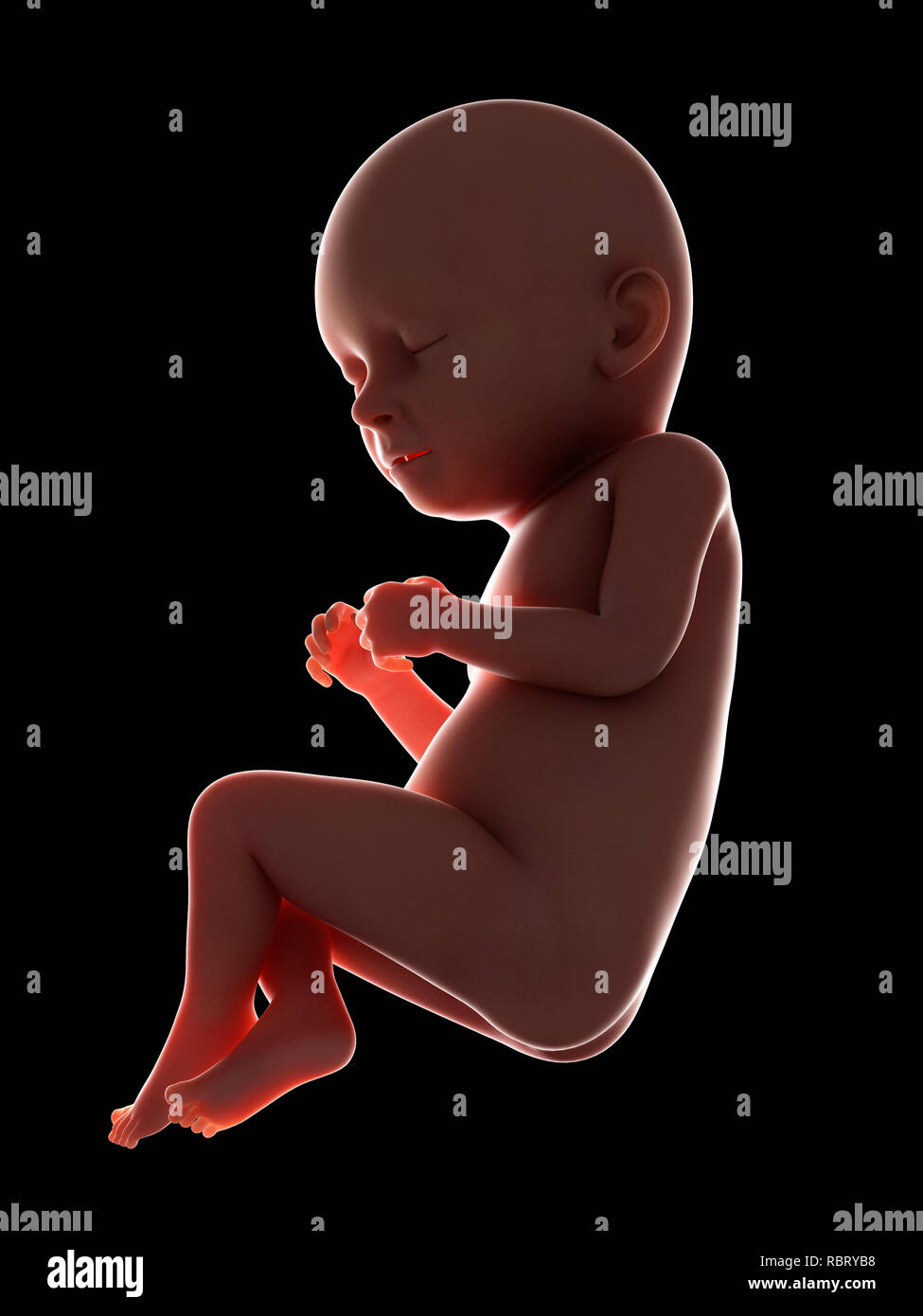 Week 37 week fetal development hi-res stock photography and images - Alamy