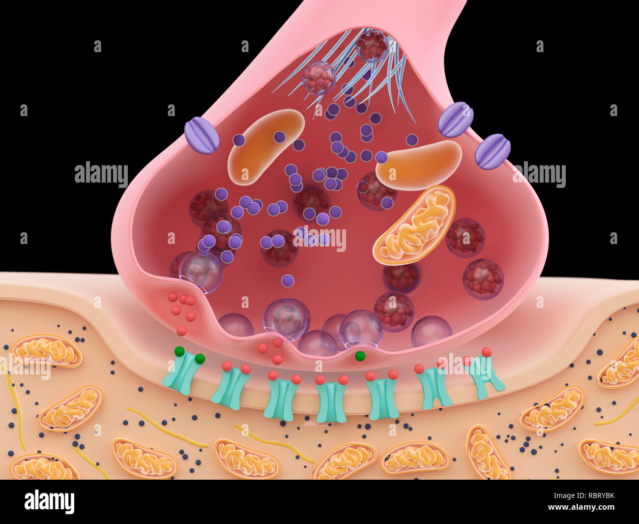 Illustration of a synapse cross-section Stock Photo - Alamy