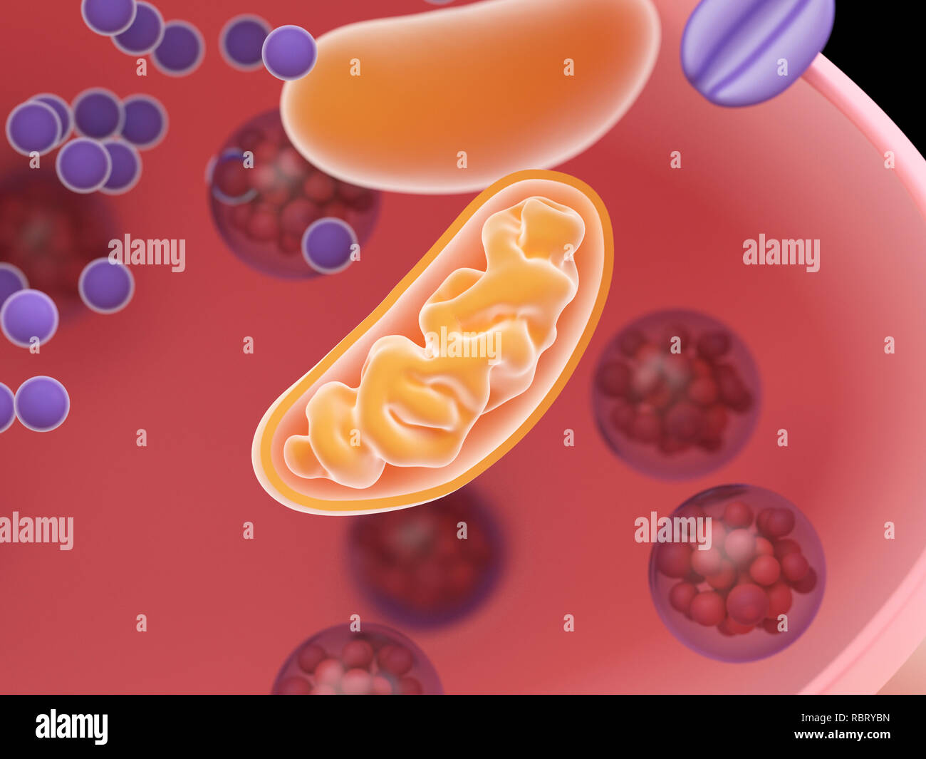 Axon cross section hi-res stock photography and images - Alamy