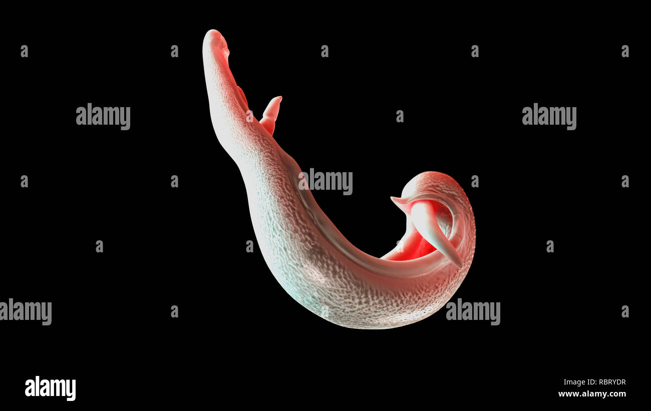 Fluke Worm In Humans