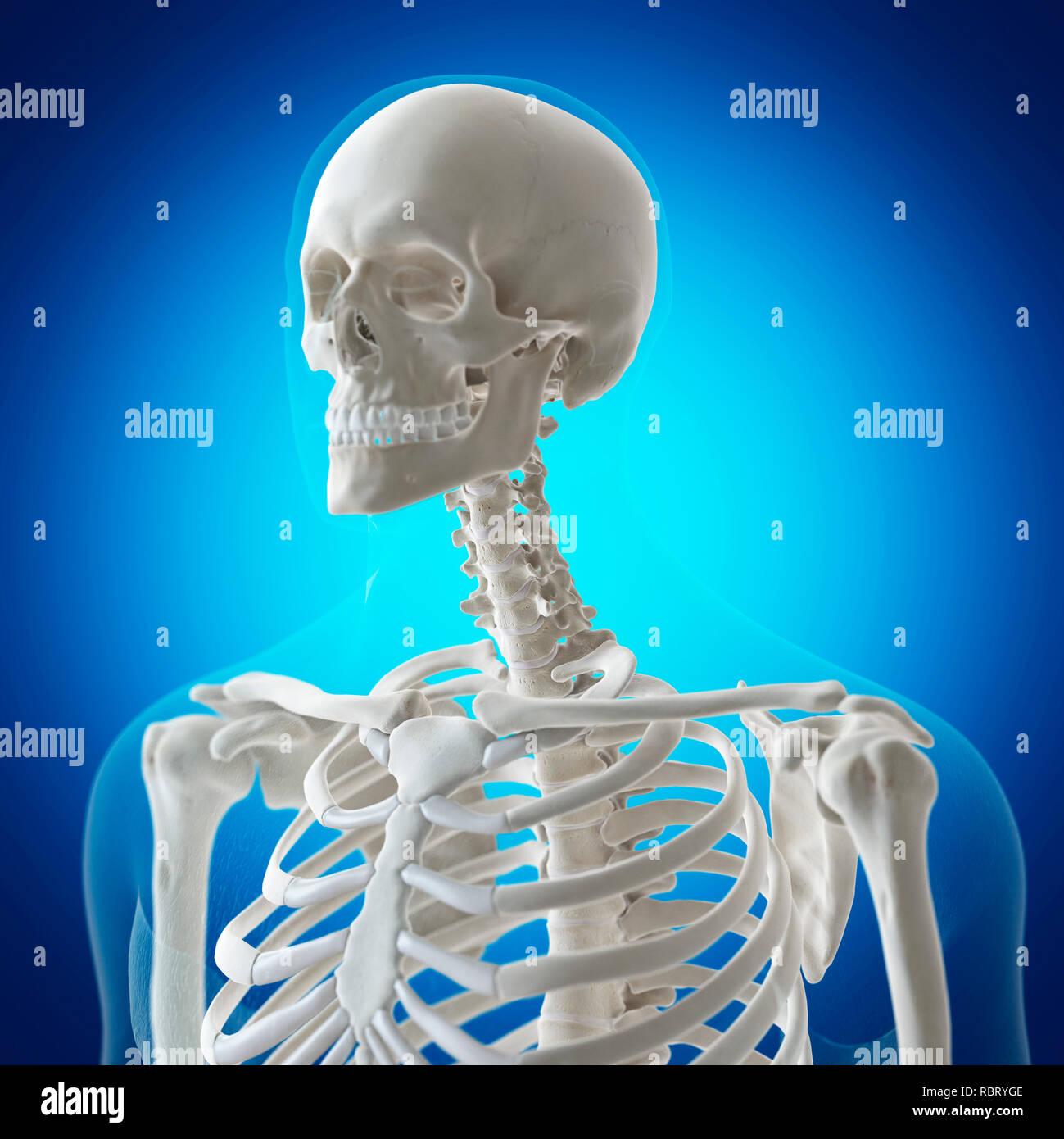 Illustration of the neck bones Stock Photo - Alamy