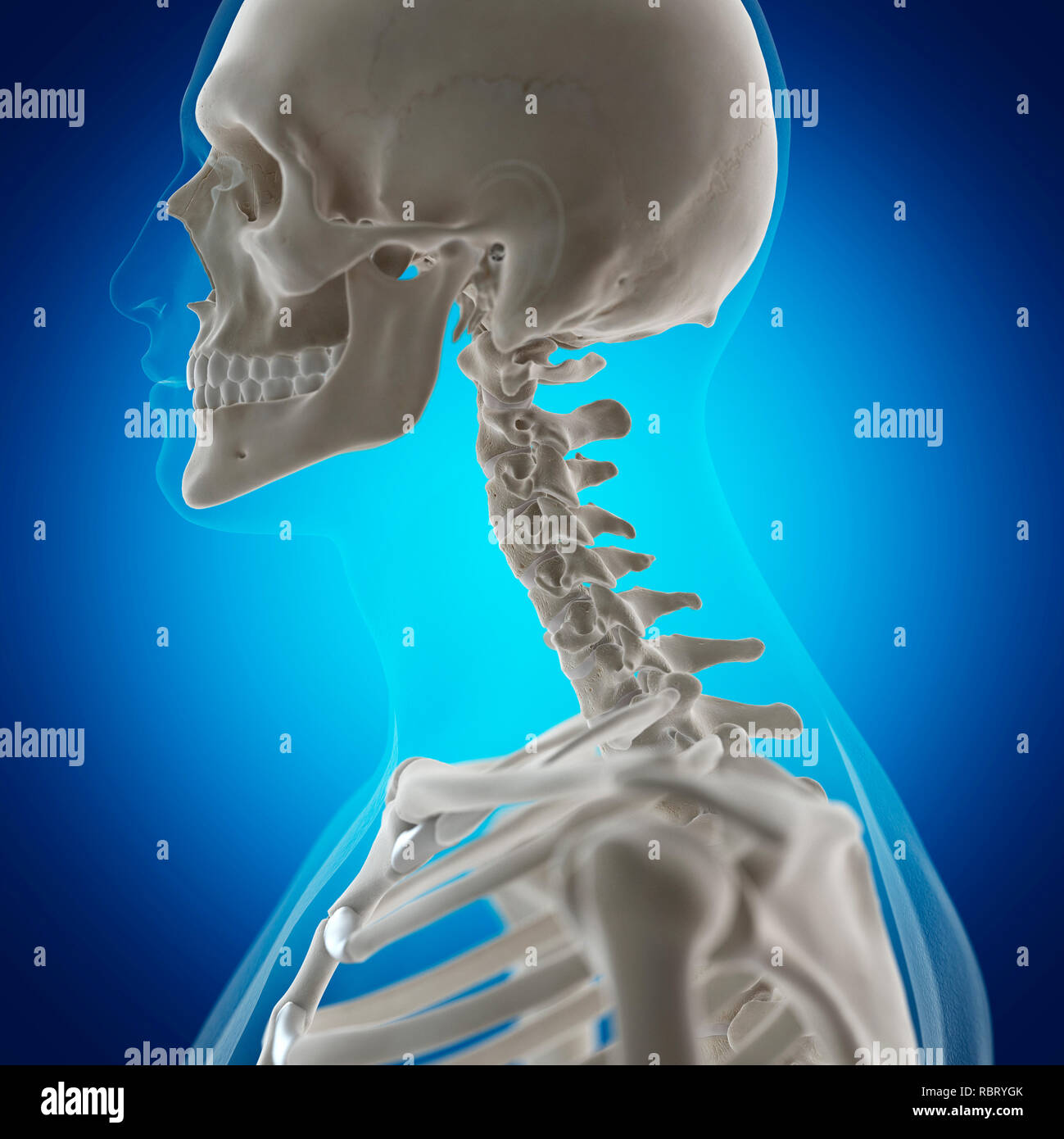 Illustration of the neck bones Stock Photo - Alamy