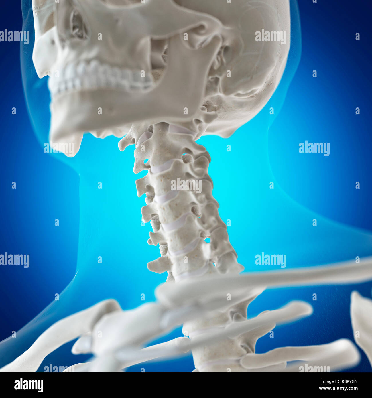 Illustration of the neck bones Stock Photo - Alamy