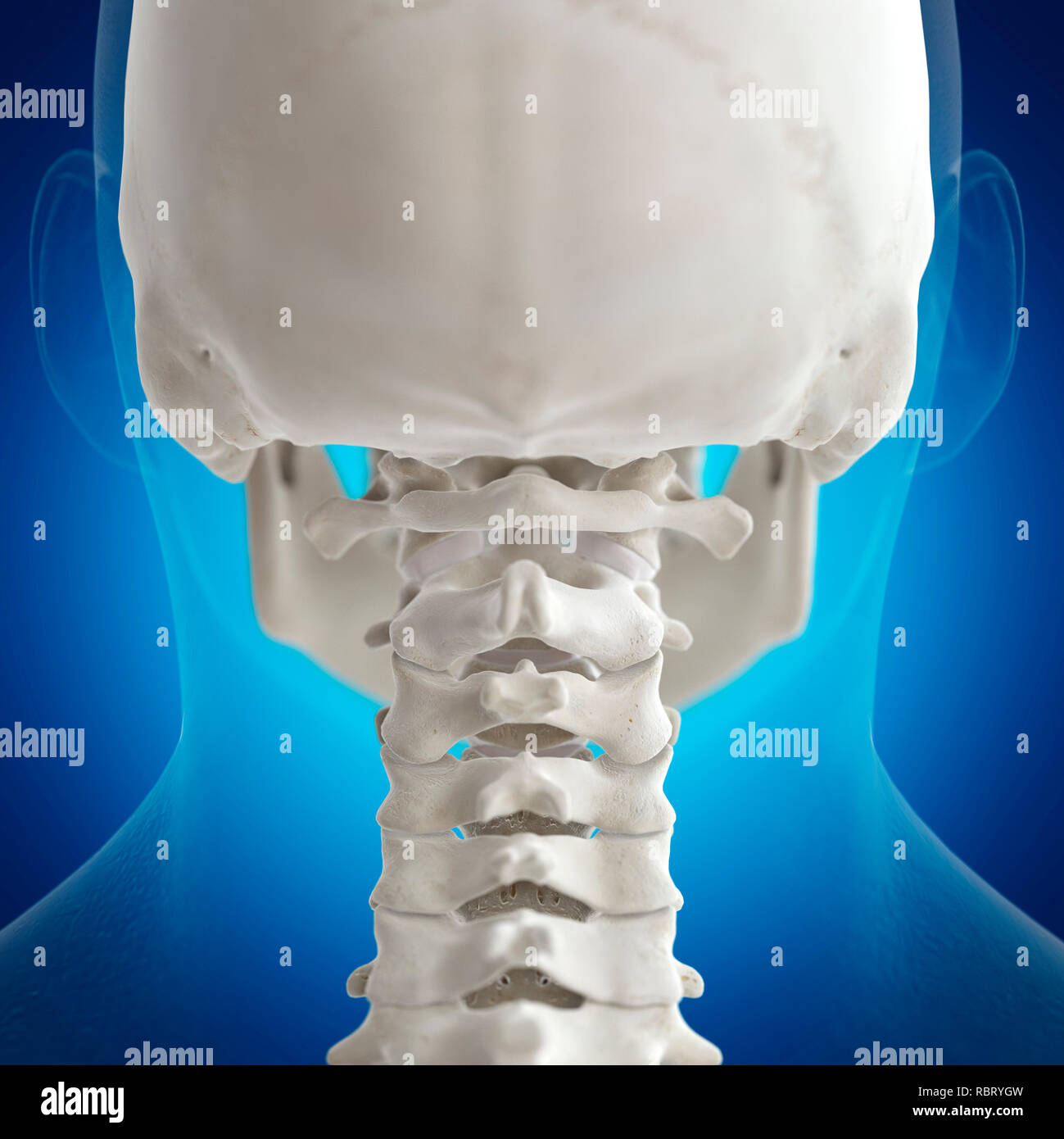 Illustration of the atlas bone Stock Photo - Alamy