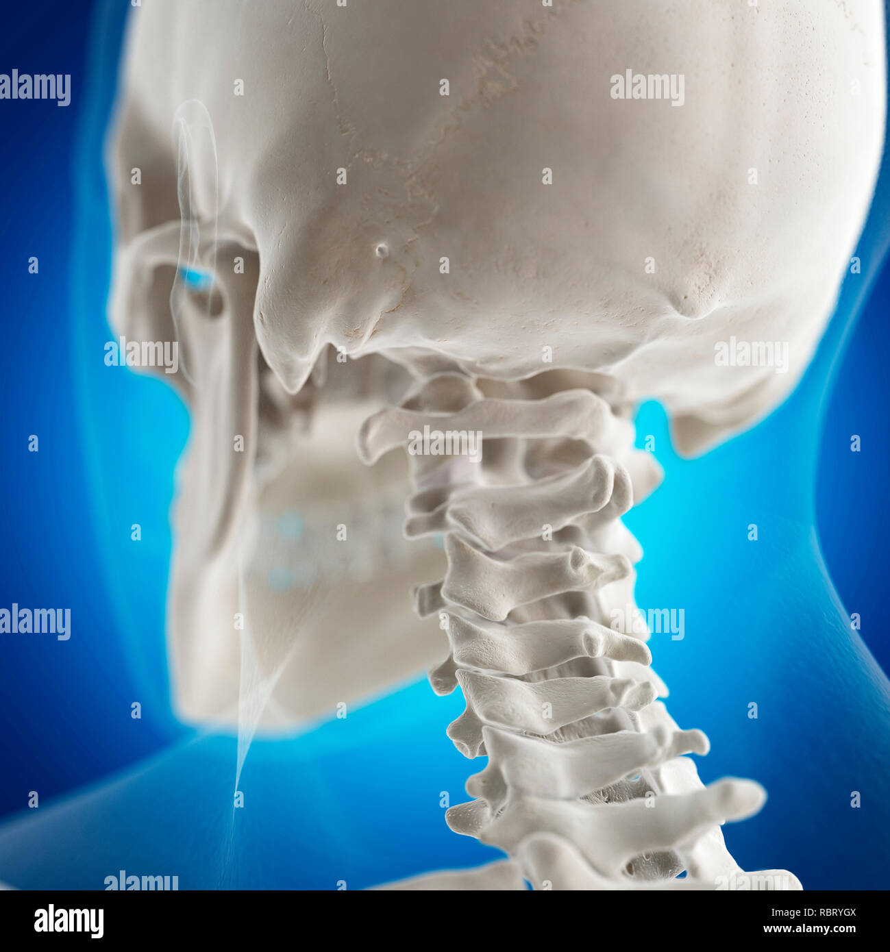 Illustration of the atlas bone Stock Photo - Alamy