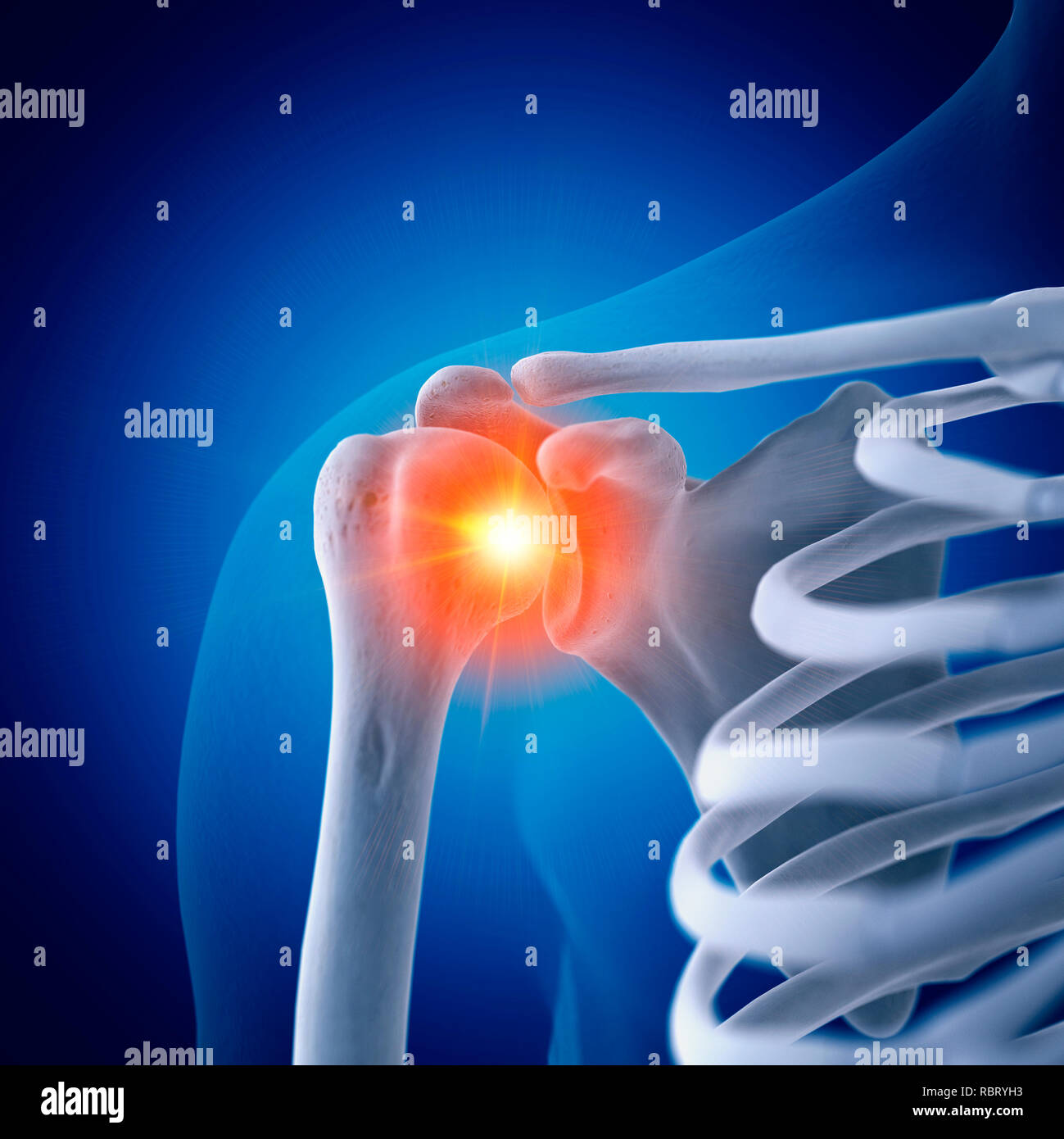 Coracoid Process Stock Photos & Coracoid Process Stock Images - Alamy