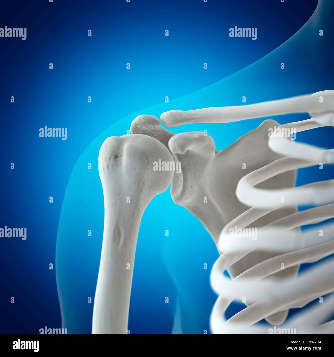 Illustration of the shoulder bones Stock Photo - Alamy