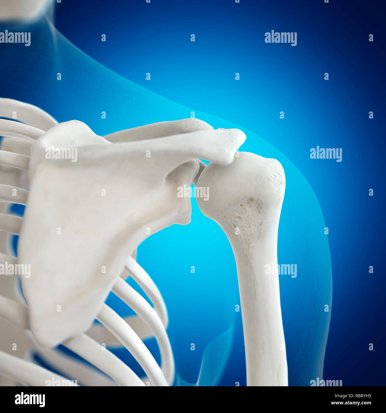Coracoid process hi-res stock photography and images - Alamy