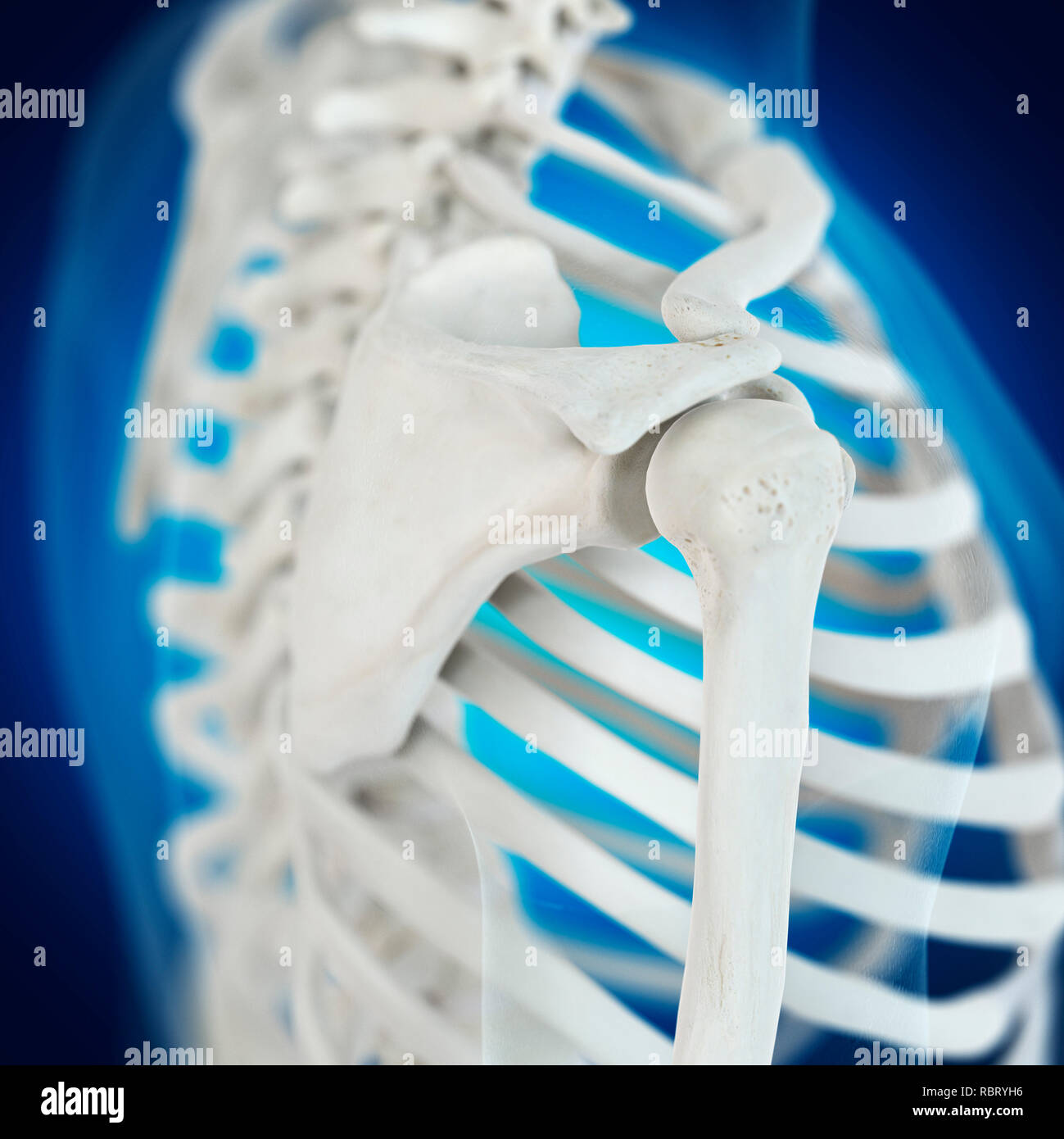 Coracoid process hi-res stock photography and images - Alamy