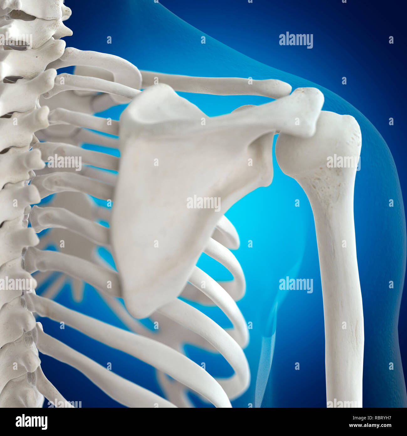 Illustration of the shoulder bones Stock Photo - Alamy