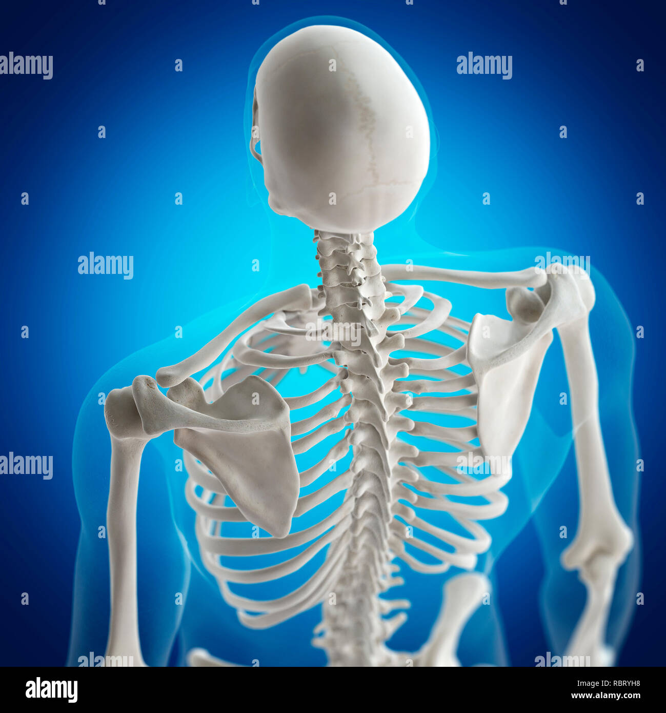 Illustration of the back bones Stock Photo - Alamy
