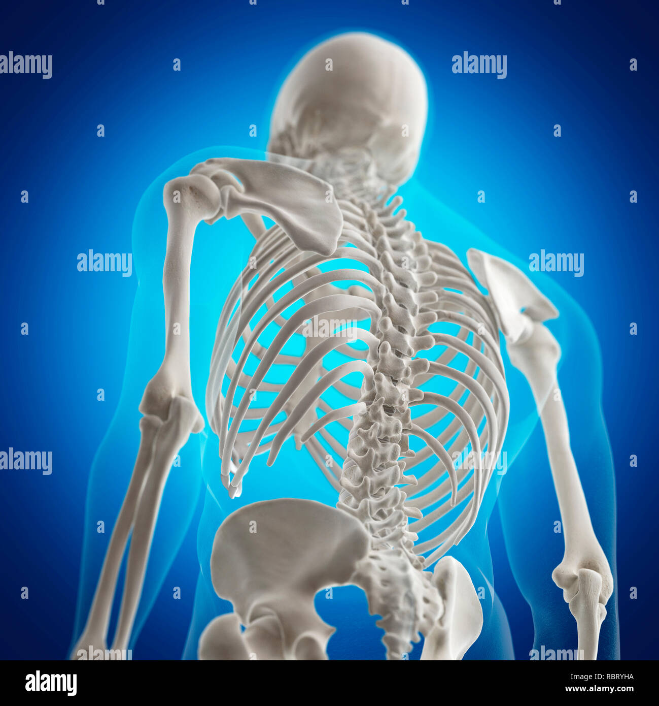 Illustration of the back bones Stock Photo - Alamy