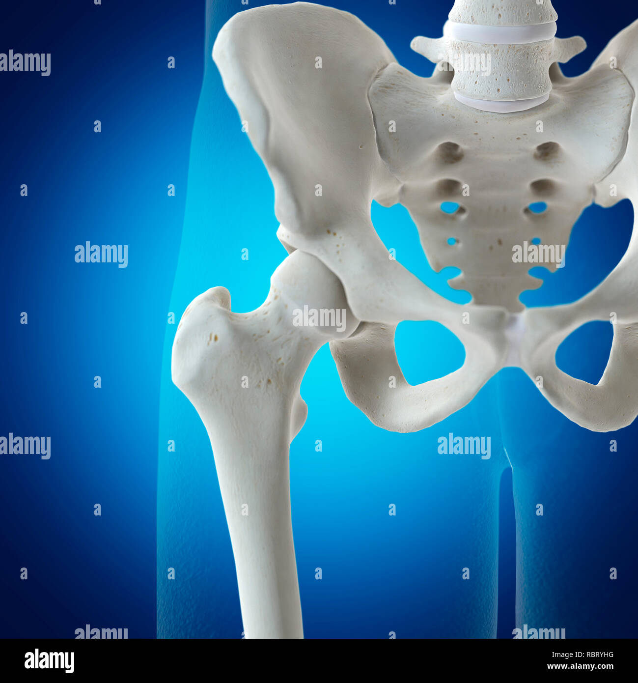 Illustration of the hip joint Stock Photo - Alamy