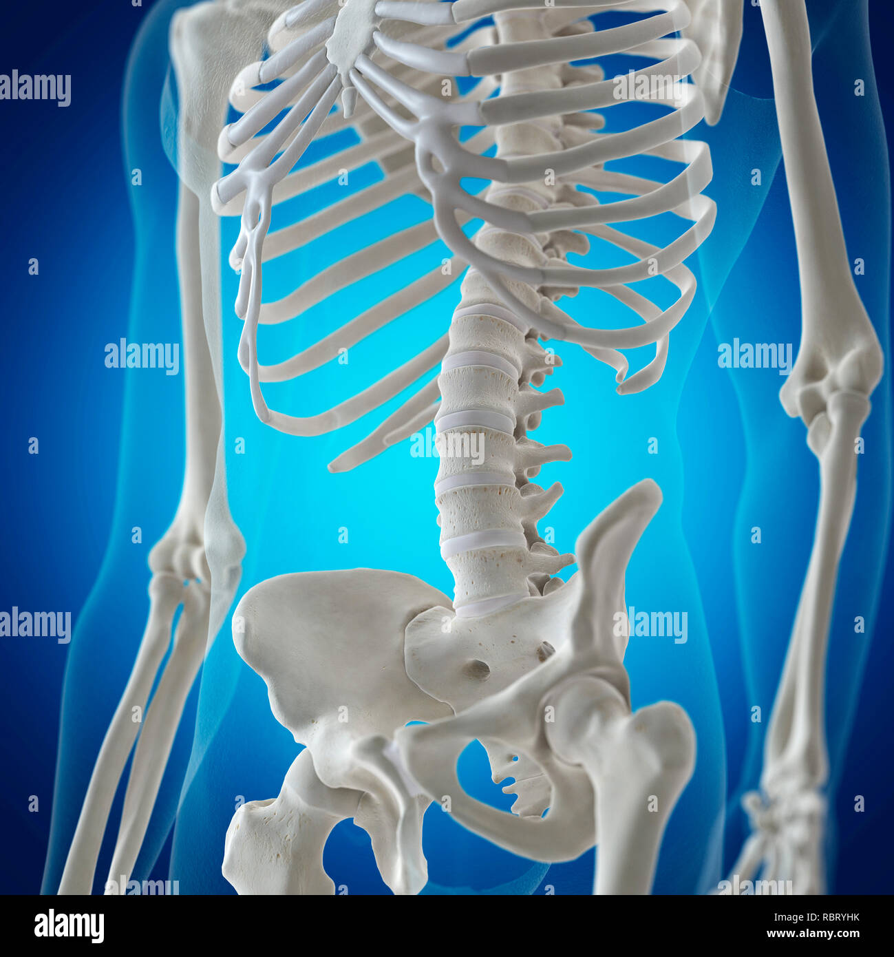 Illustration of the spine Stock Photo - Alamy