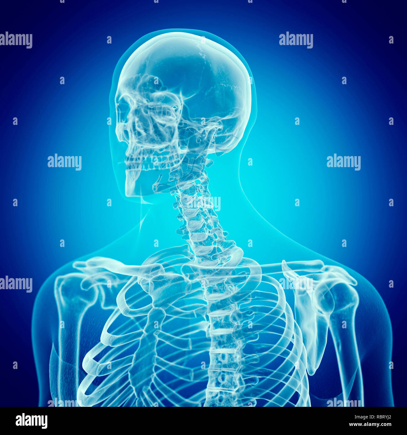 Illustration of the upper spine Stock Photo - Alamy