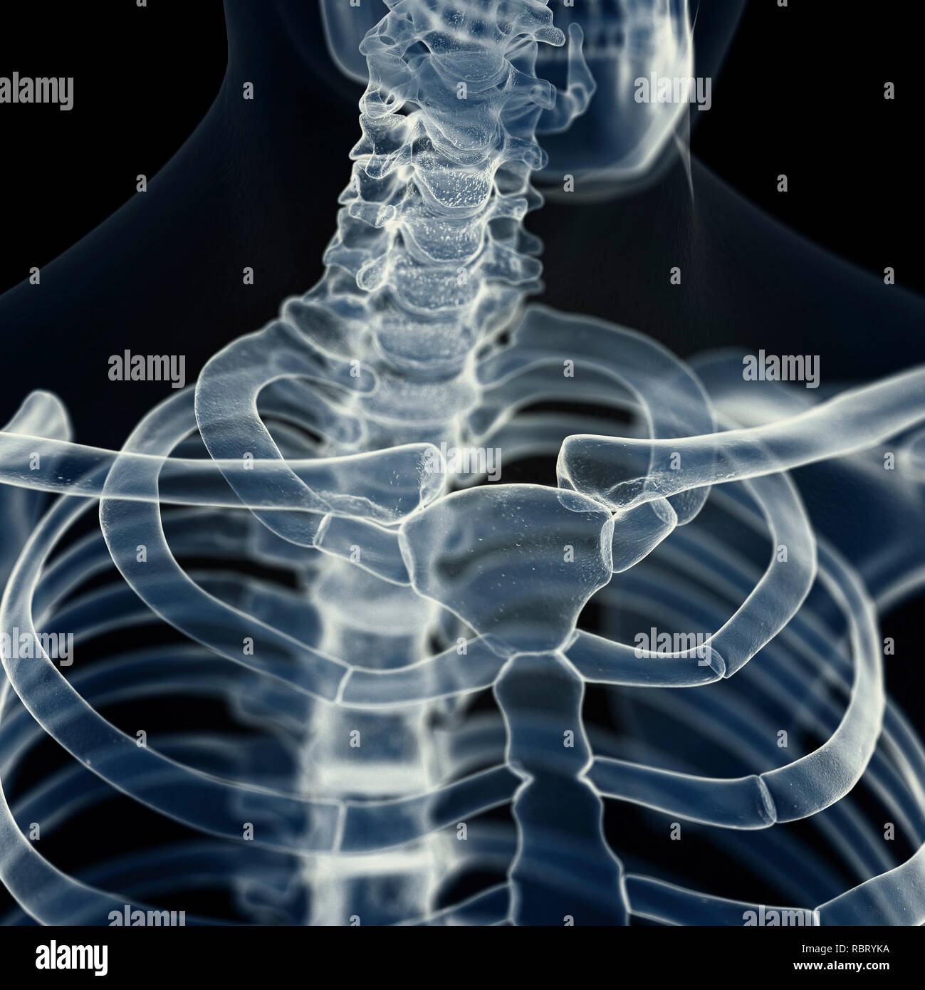 Illustration of the clavicle Stock Photo - Alamy