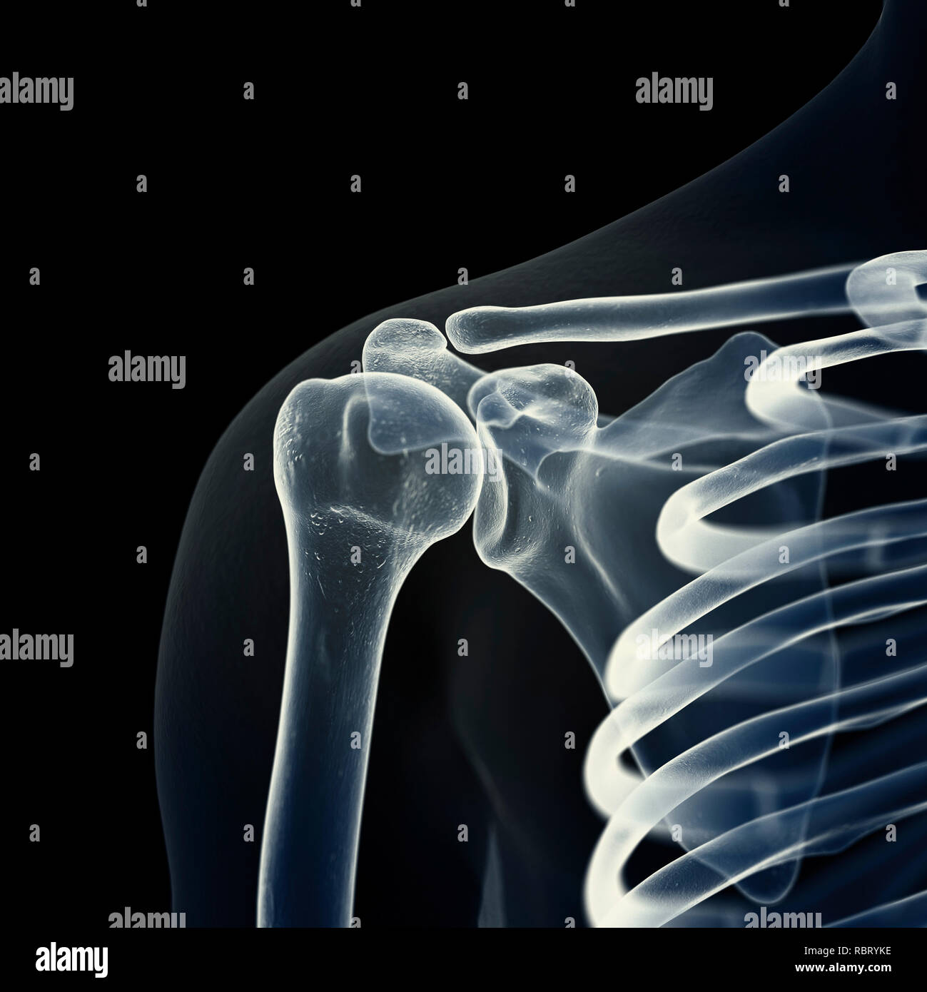 Illustration of the shoulder bones Stock Photo - Alamy
