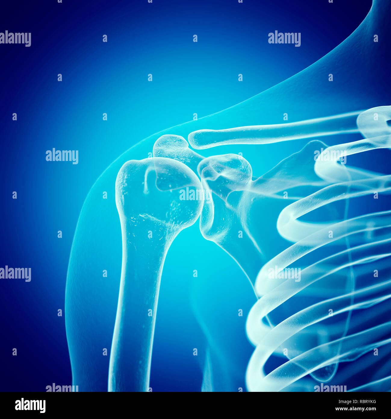 Illustration of the shoulder joint Stock Photo - Alamy
