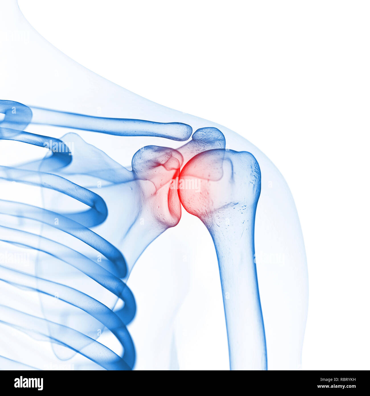 Illustration of the shoulder bones Stock Photo - Alamy