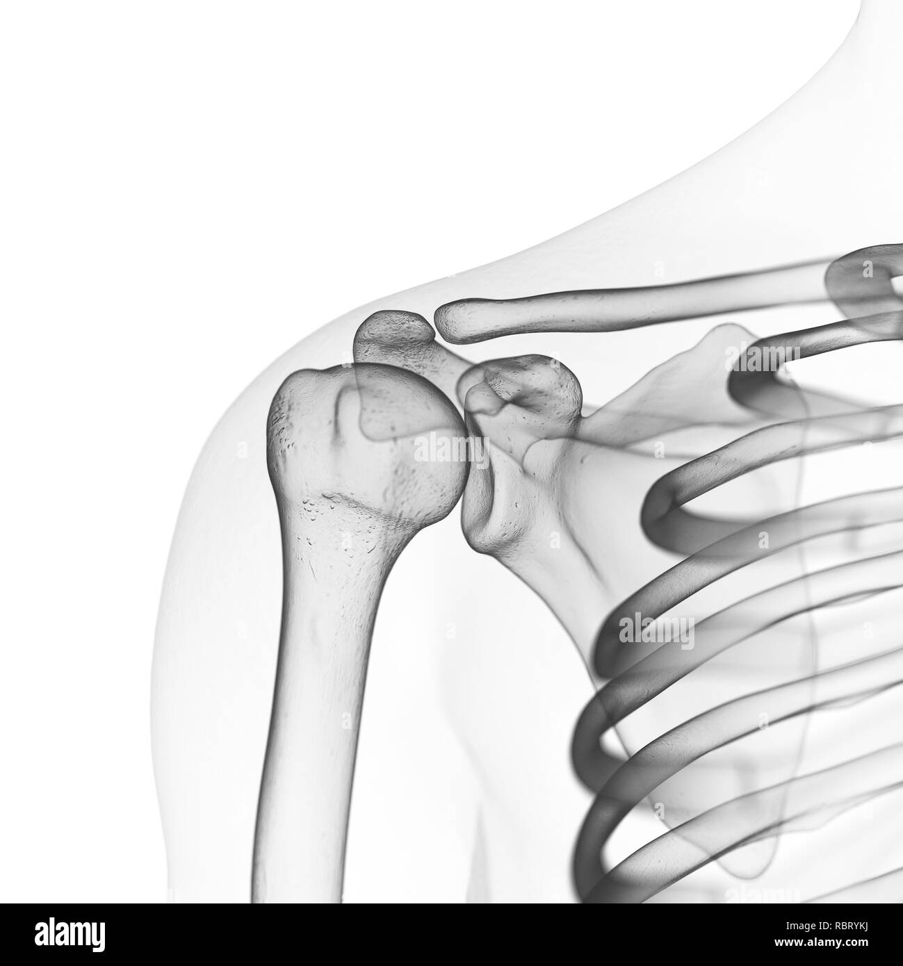 Illustration of the shoulder bones Stock Photo - Alamy