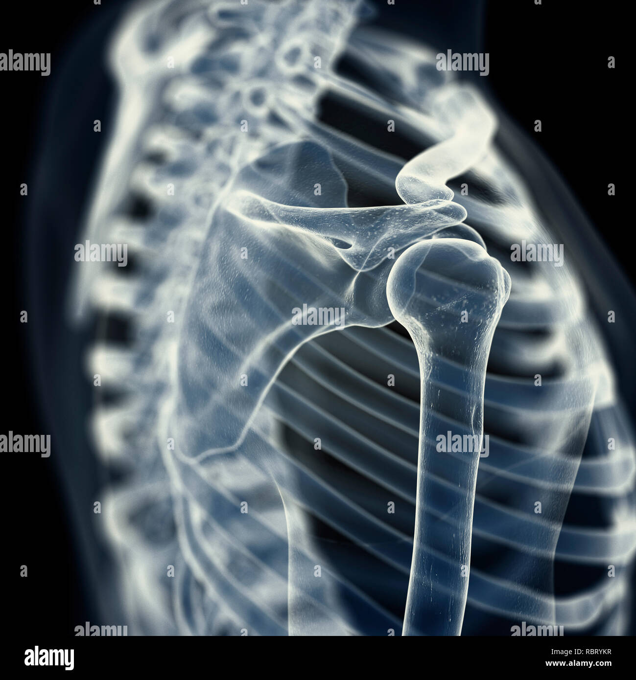 Medical illustration shoulder hi-res stock photography and images - Alamy