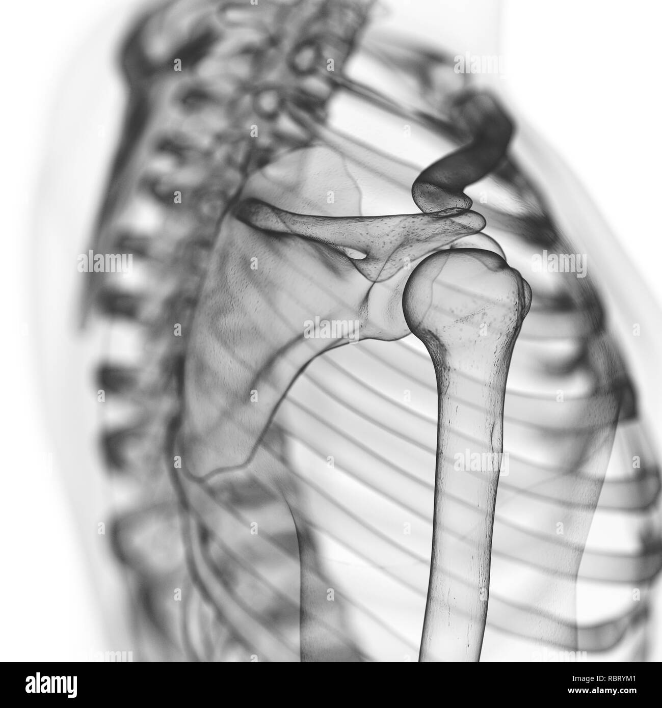 Illustration of the shoulder bones Stock Photo - Alamy