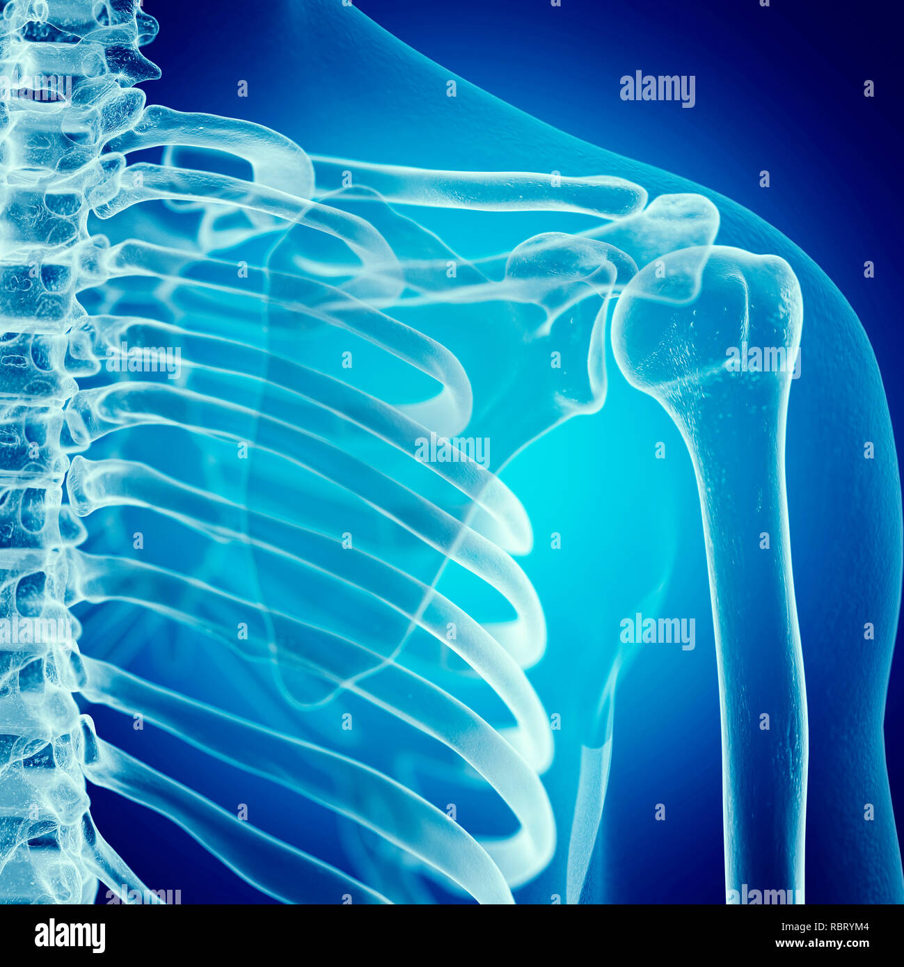 Illustration of the shoulder joint Stock Photo - Alamy