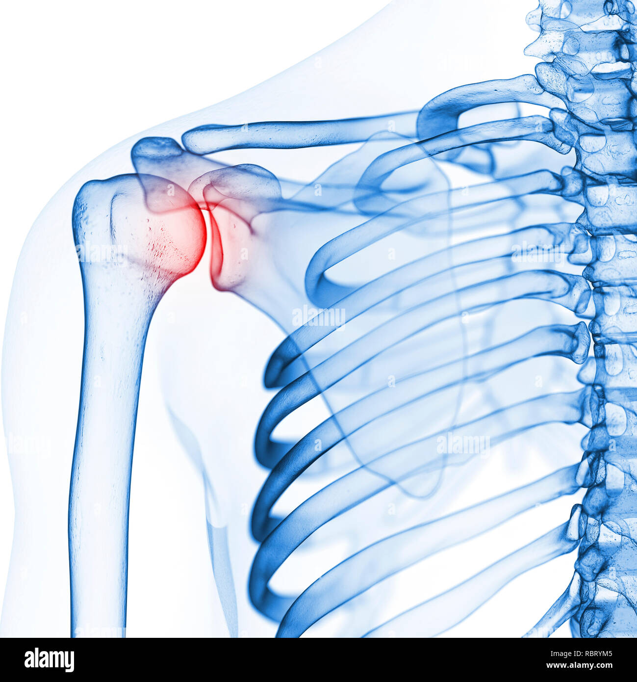 Illustration of the shoulder bones Stock Photo - Alamy