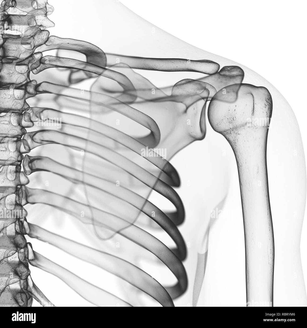 Illustration of the shoulder bones Stock Photo - Alamy