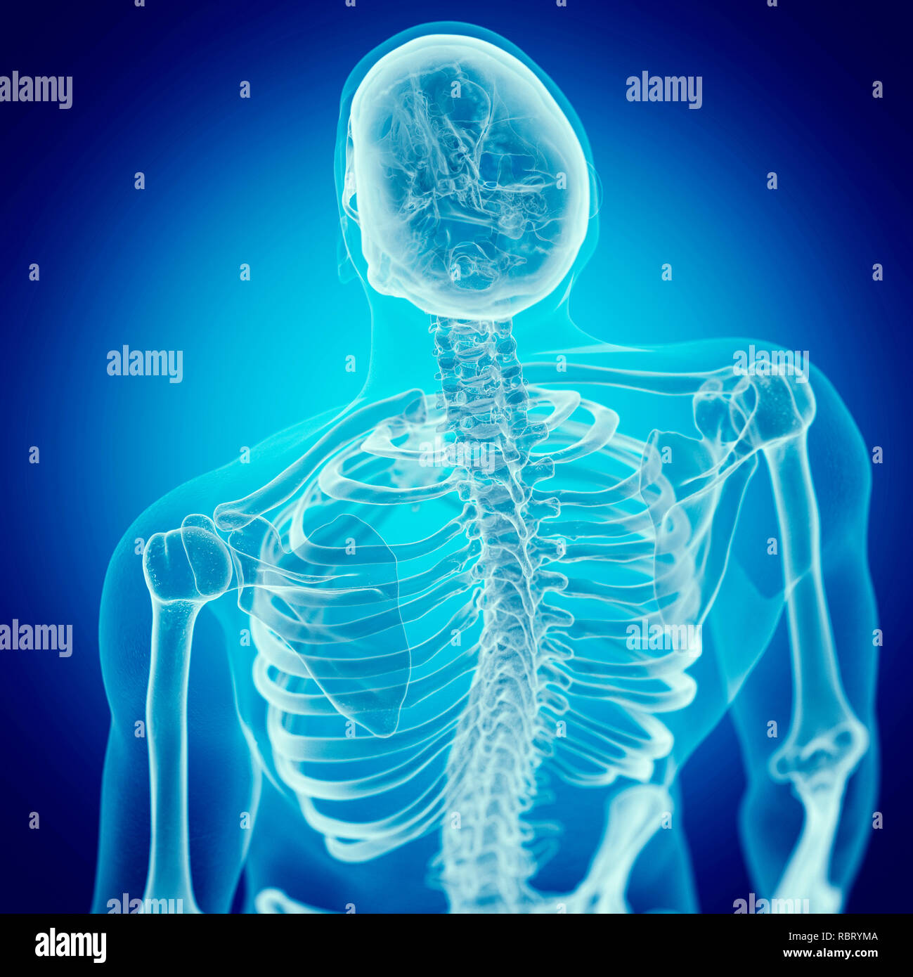Illustration of the back Stock Photo - Alamy
