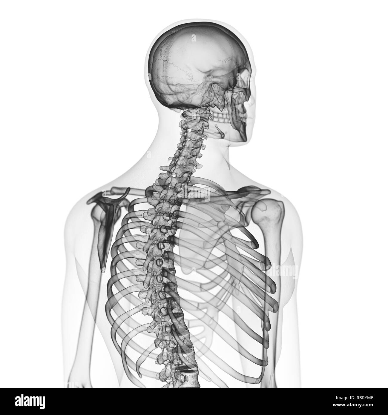 Illustration of the back bones Stock Photo - Alamy