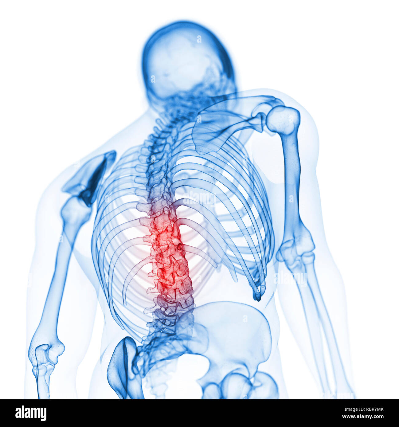 Illustration of the back bones Stock Photo - Alamy